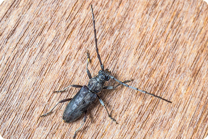 Boktor: wat is het, hoe herken je het en meer info