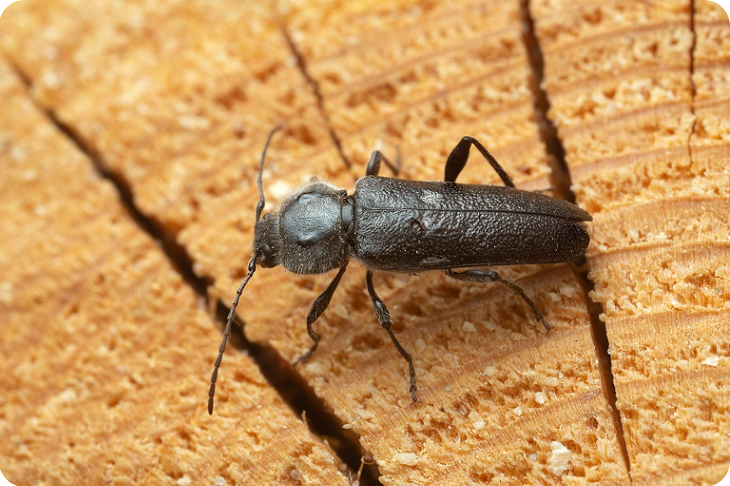 Professionele boktorbestrijding: advies en kosten