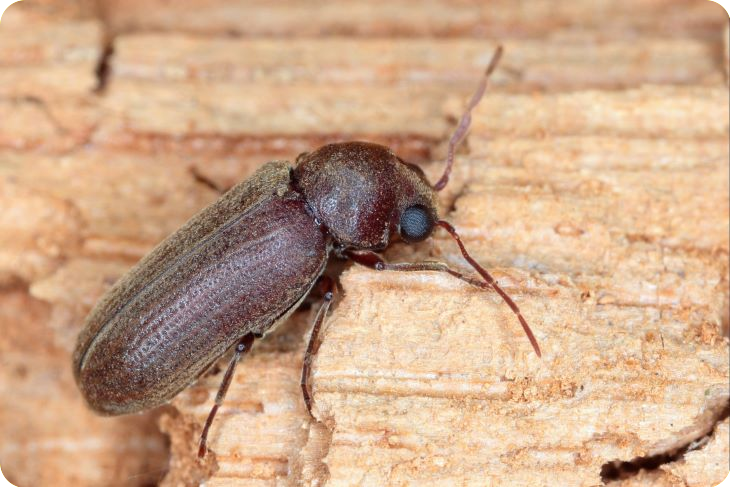 Houtworm: wat is het, hoe herken je het en meer!